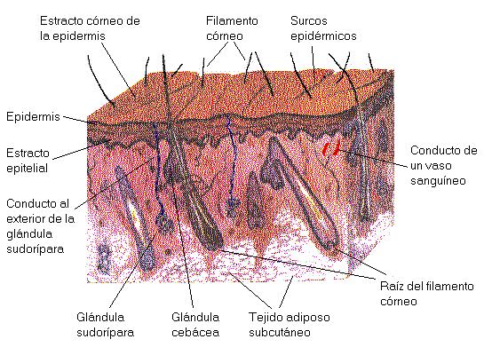 sensacion y percepcion: EL TACTO